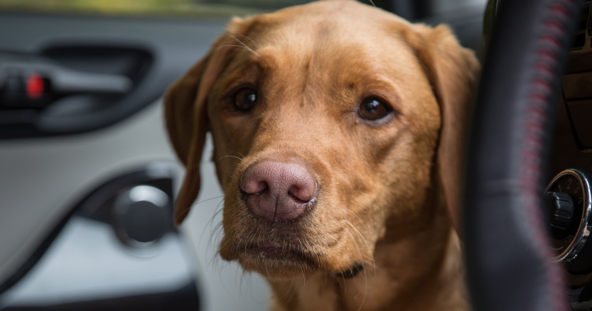 Labrador Puppy Masters Jumping Out of the Car Like a Boss - PawNation