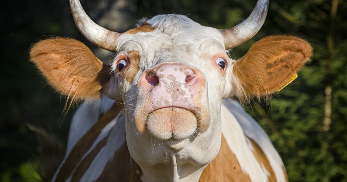 Cow's 'Beef' With Barn Cat While in Heat Is Too Funny To Miss - PawNation