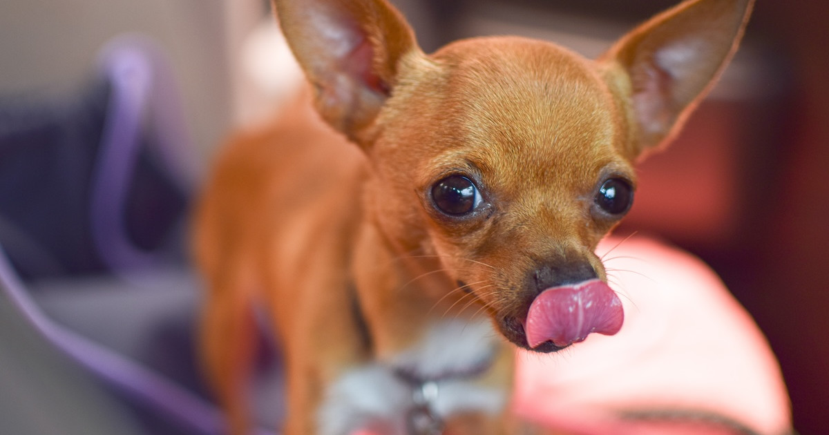 Shelter Chihuahua Crowned 'Tippy-Tappy Queen' Deserves the Best Forever ...