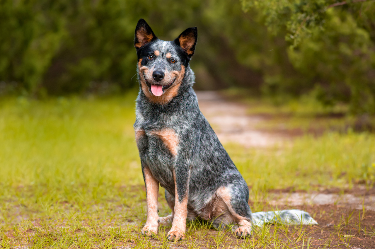 What Kind of Dog Is Bluey? A Guide to the Breed - PawNation