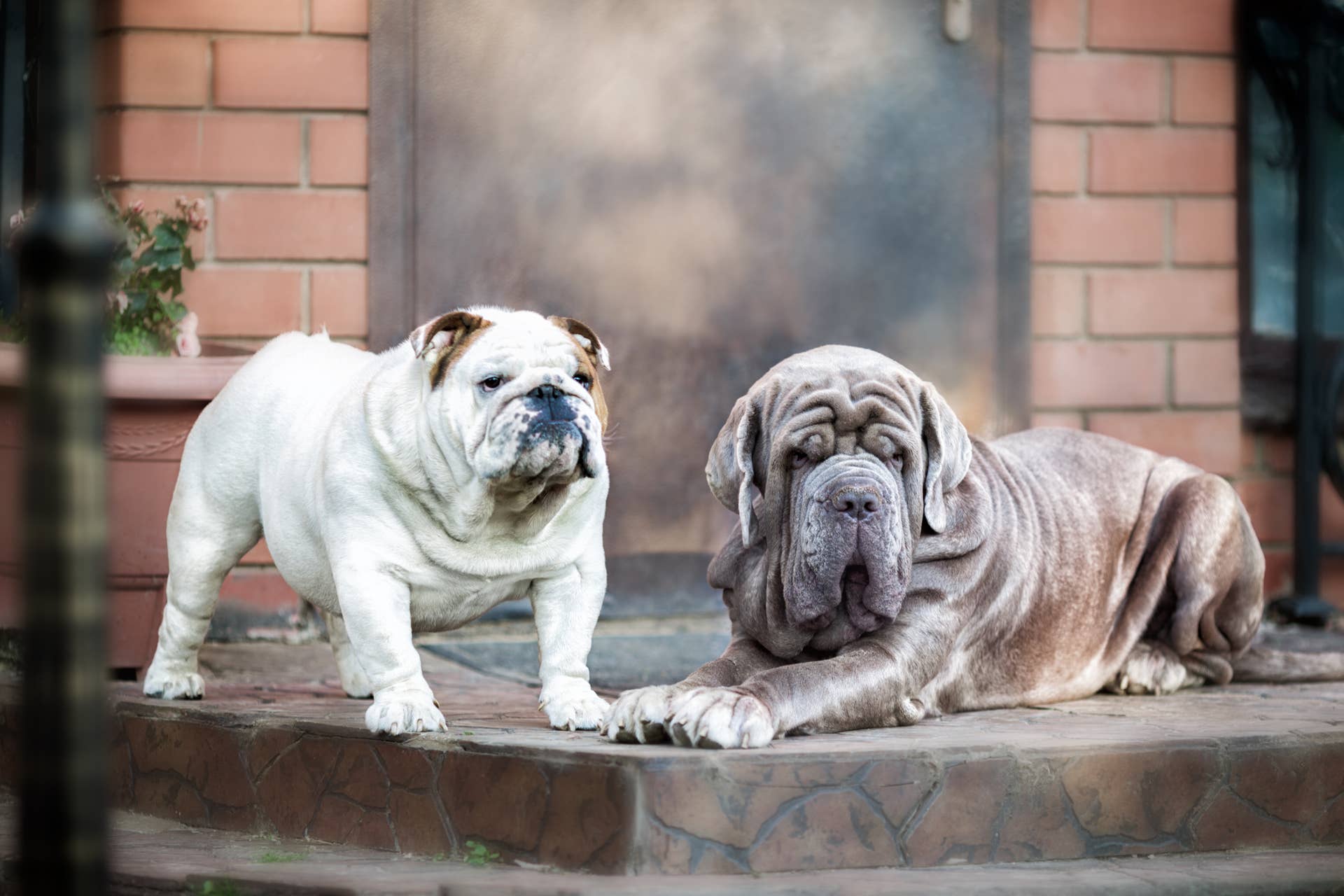 18 ‘Ugly’ Dog Breeds - PawNation