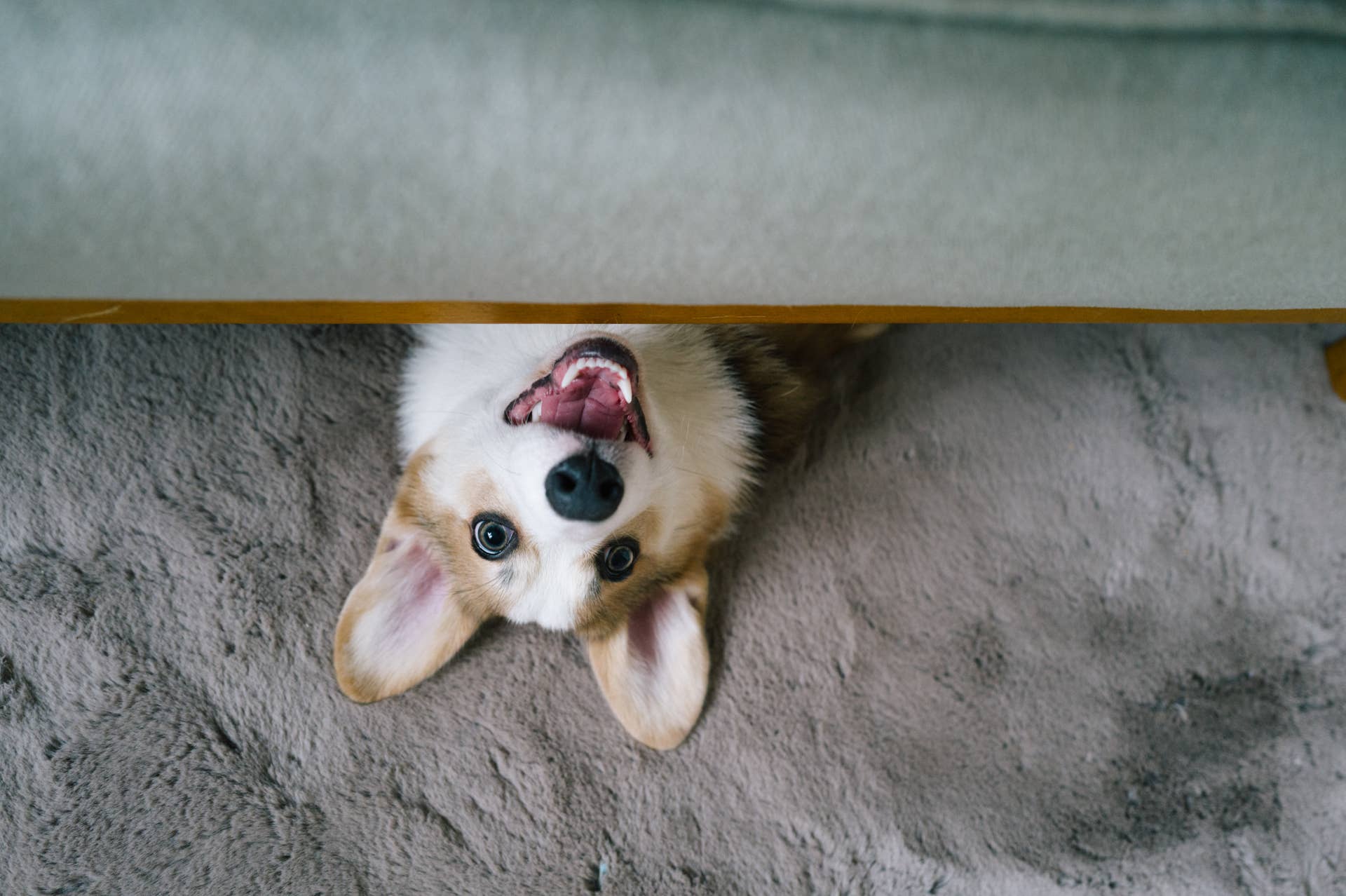 Photographer Takes Photos of Animals From Underneath and It’s Too Funny ...
