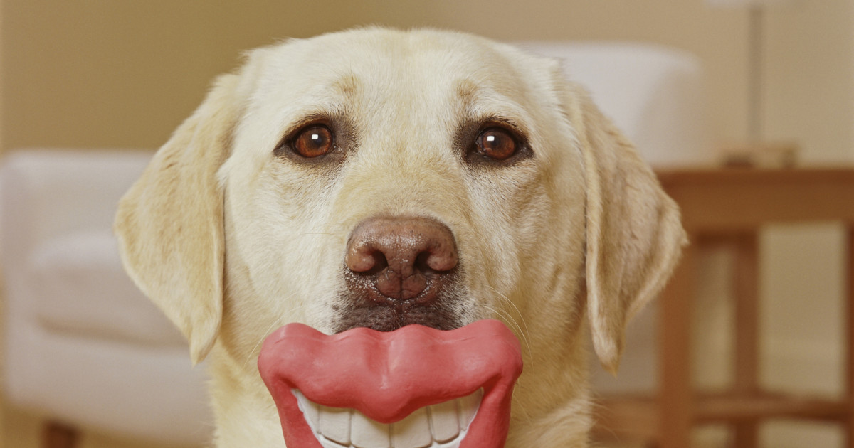 Labrador Loses All Chill When Katy Perry Likes Her TikTok Video - PawNation