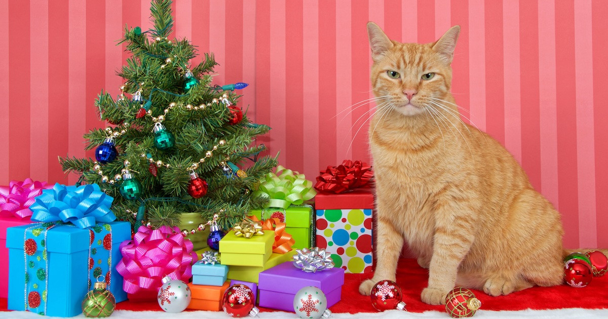 Orange Cat Eating a Little Debbie Christmas Tree Cake Just Wants a ...