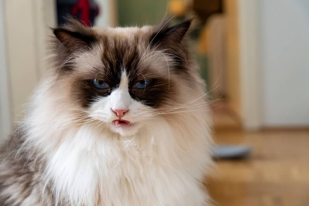 Ragdoll Cat's Swanky Apartment Will Give Anyone Major FOMO - PawNation