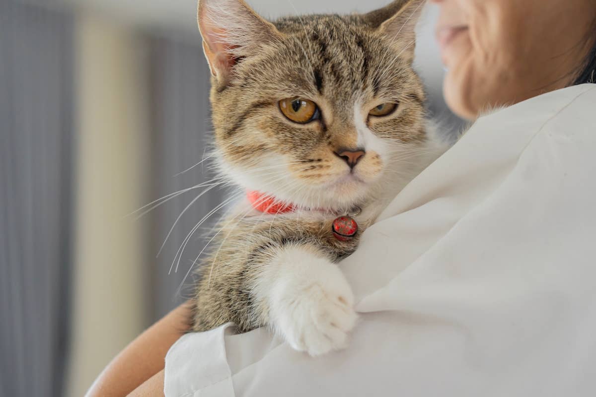Tabby Cat Seeing to Mom's ‘Mike Wazowski’ Costume Is Too Good - PawNation
