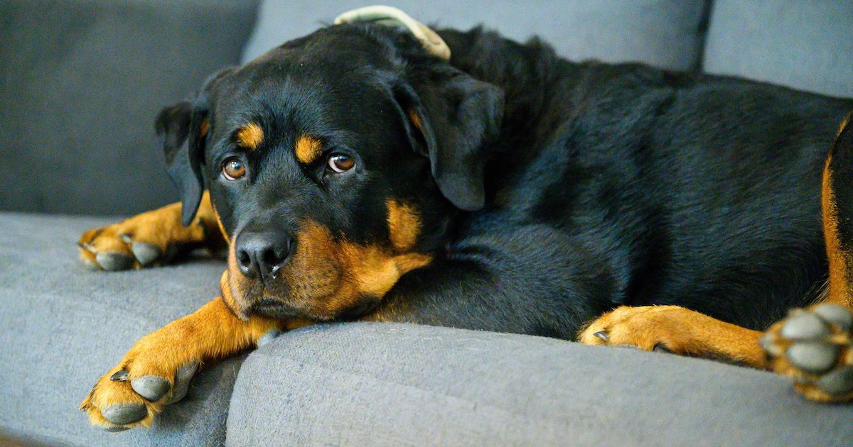 Grumpy Rottweiler Telling Mom To ‘Answer Her Phone’ Is Such a Baby ...