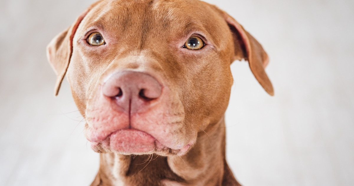 Precious Pit Bull’s Amber Eyes Are the Definition of Handsome - PawNation