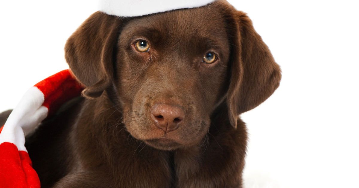 Chocolate Lab Sleeping in Her Holiday Pajamas Is Total Cuteness ...