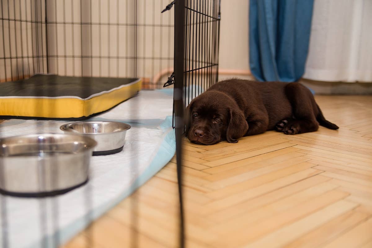 Labrador Retriever Puppy’s ‘Accidental’ Escape From Crate Is So Silly ...