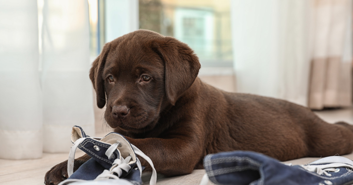Labrador Has an Emotional Support Shoe and It’s Absolutely Adorable ...