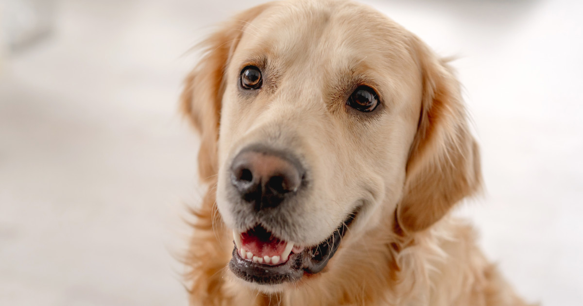 Sweet Golden Retriever Visits Pet Store and Adds to His Christmas List ...