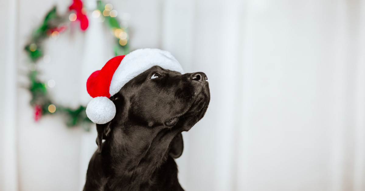 Black Lab Stares at His Stocking Hoping for Treats From Santa - PawNation