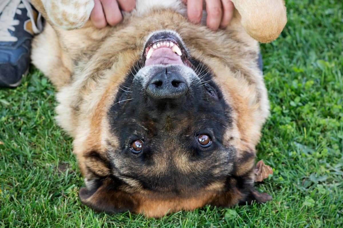German Shepherd Gets Carried Away Chasing His Tail and Does Somersaults ...