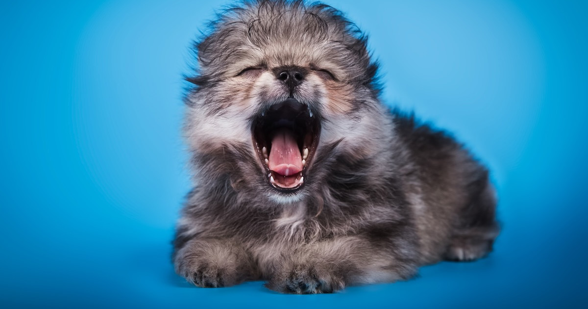 Tiny Pomeranian Puppies Look Like Grizzly Bear Cubs and Sound Like ...