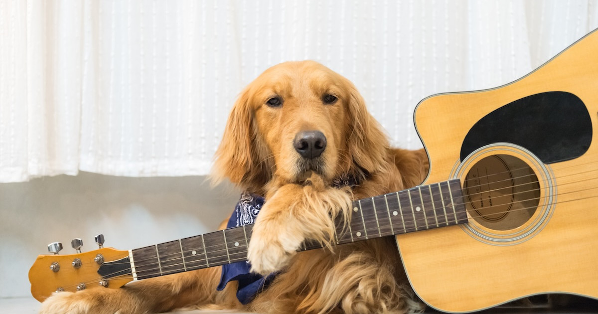 Sweet Golden Retriever Listening to Dad Play Guitar Is So Full of Love ...