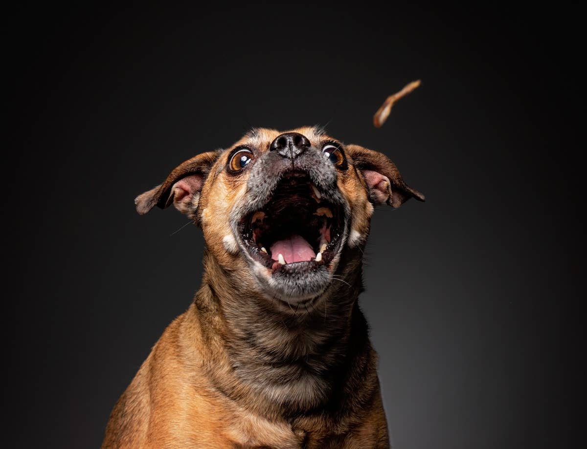 Senior Puggle Steals Some Spaghetti and Our Hearts Like an Adorable ...
