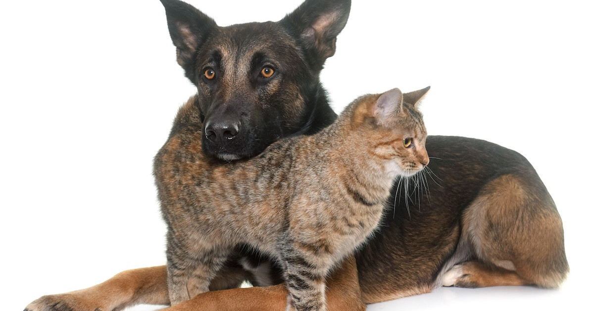 Belgian Malinois Loving on His Younger Kitten Sibling Is Total ...
