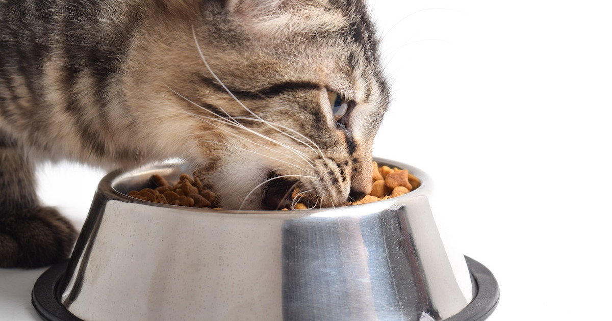Foster Tabby Kitten Is Furious Over Dry Food Like, 'Why Am I Eating ...