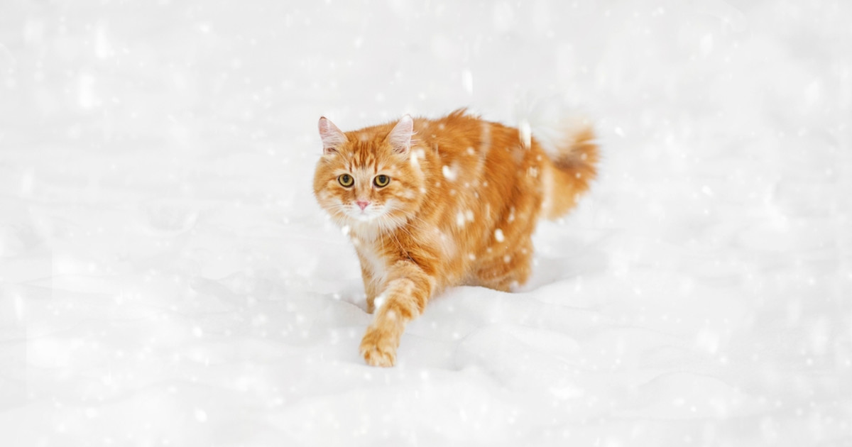Orange Cats’ Reactions To ‘Meeting’ Snow for the First Time Are Too ...