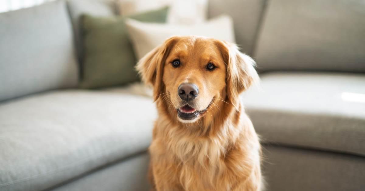 Golden Retriever Playing Tic-Tac-Toe Is Almost Too Cute To Handle ...