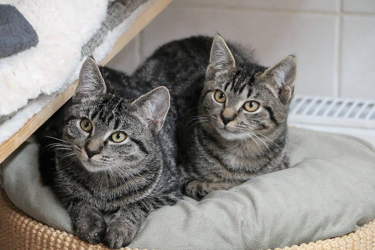 Sweet Bonded Tabby Cats Have the Most Beautiful Eyes - PawNation