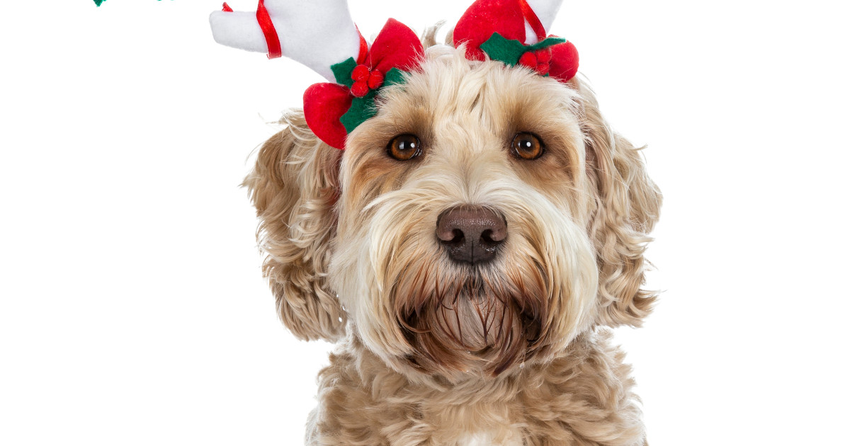 Labradoodle or Reindeer? You Be the Judge - PawNation