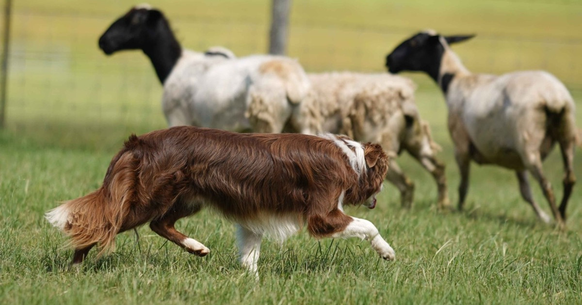 Border Collie Herding Farm Animals Proves He Takes His Job Seriously ...