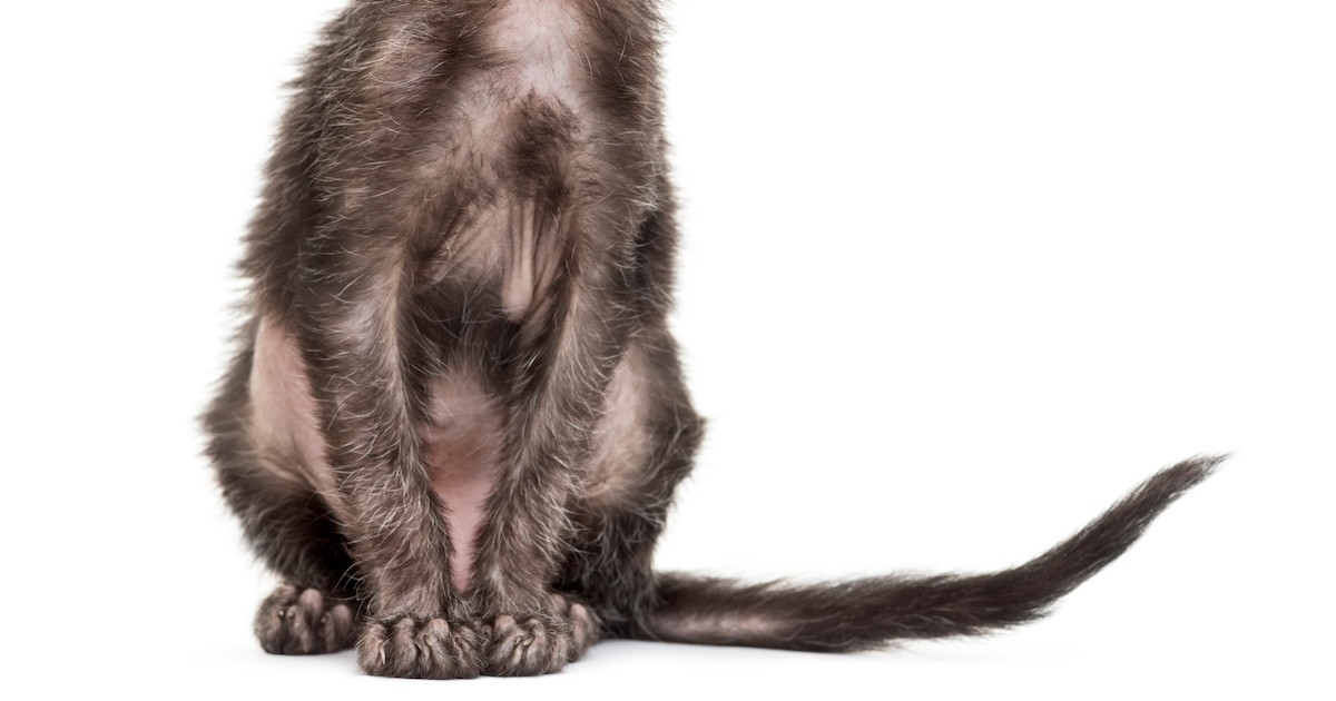 Stunning Werewolf Cat Looks Totally Over 2026 Already - PawNation