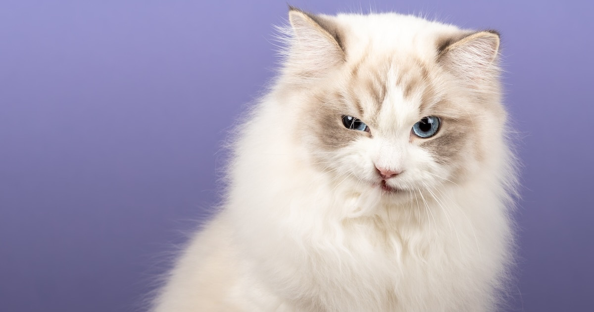 Ragdoll Cat Gets Progressively More Awkward After Neuter Anesthesia ...