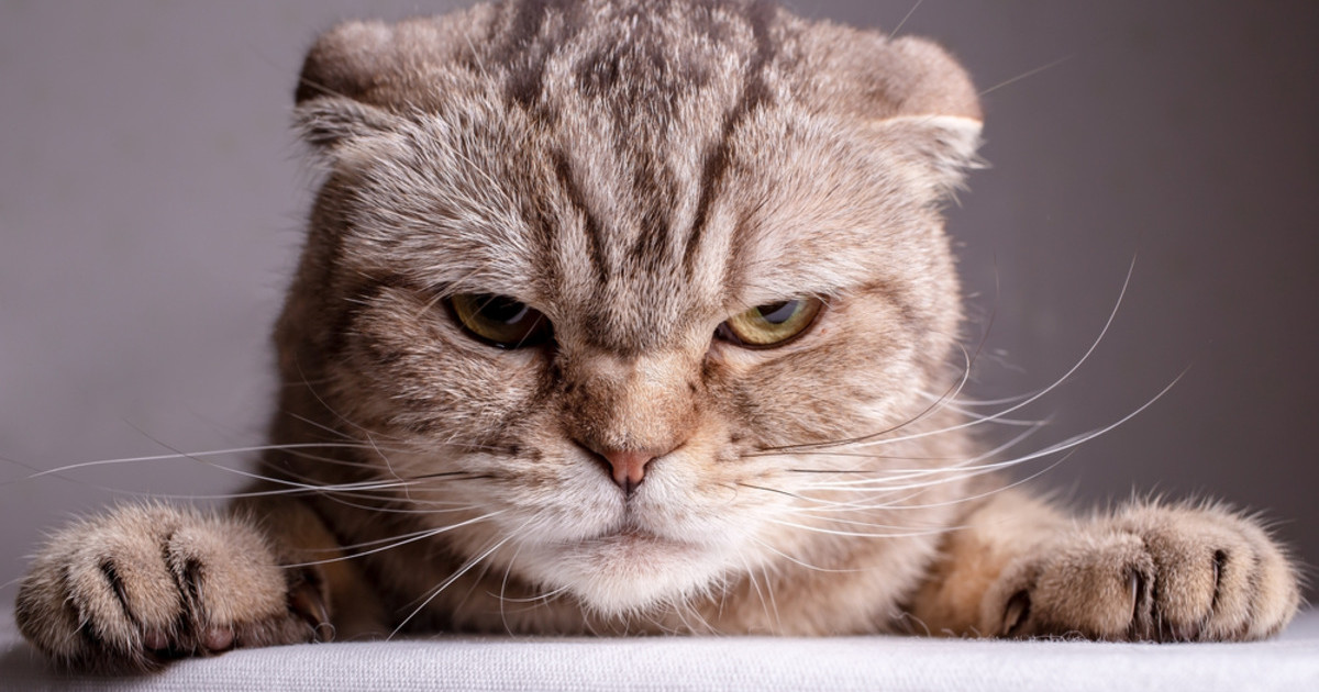 Curious Cat Adjusting to the Man Mom Brought Into Their ‘Girl Apartment ...