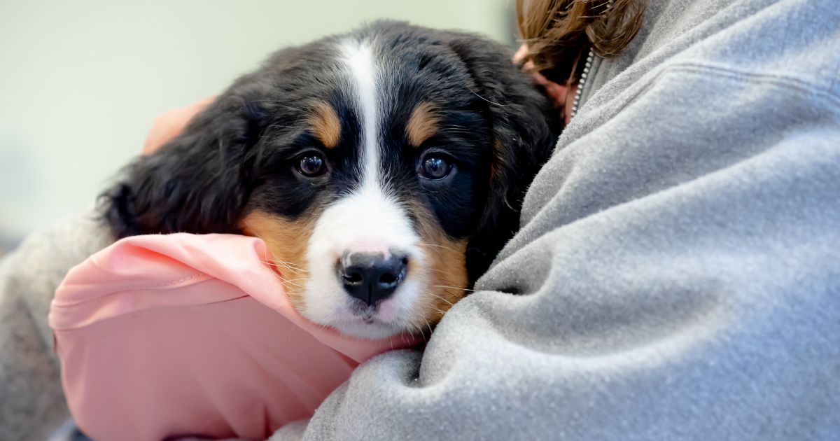 Curious Bernese Mountain Dog Puppy Lets Us Admire Him Before Trotting ...