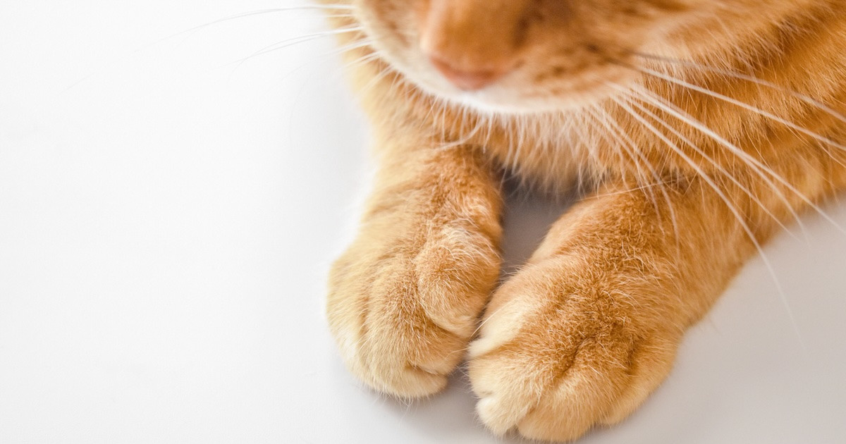 Tiny Orange Cat With Dwarfism Is Stealing Hearts Everywhere - PawNation