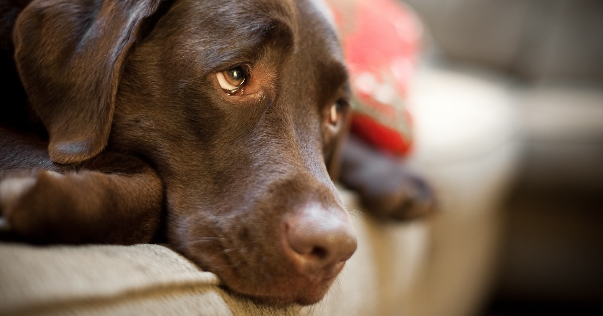 Labrador Retriever Steals Mom's Bubble Bath as Soon as She Leaves the ...