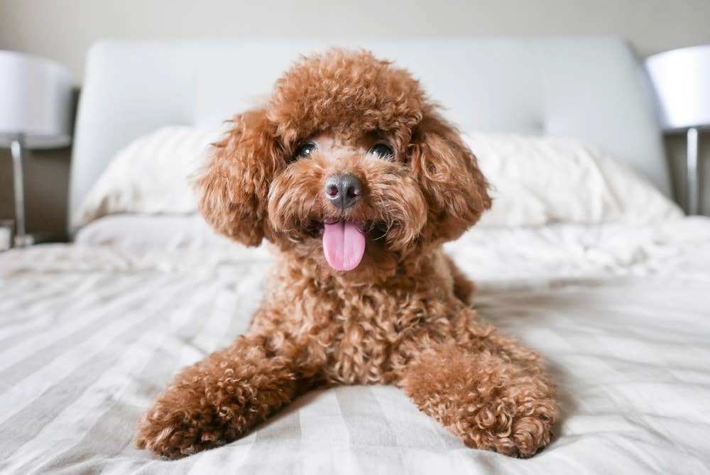 Sassy Toy Poodle Shows Dad Who’s Boss in Cute Video - PawNation