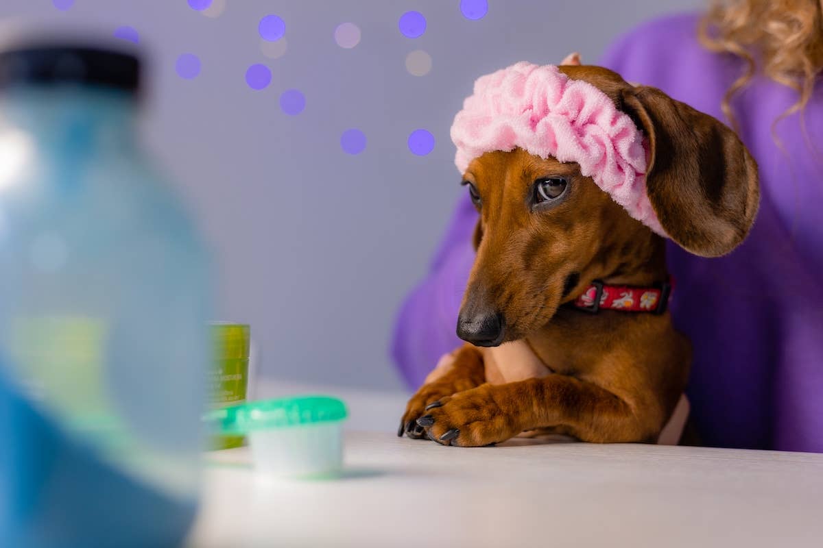 ‘Girly-Girl’ Rescue Dog Begs To Get Her Makeup Done - PawNation