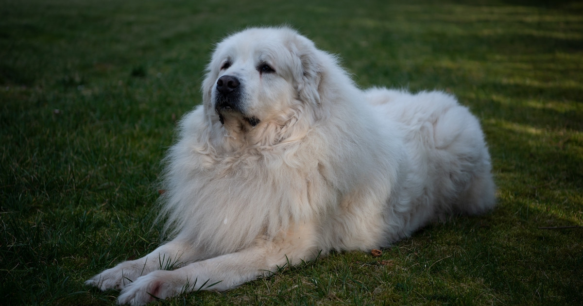 Great Pyrenees Is the Fluffiest Playground Ever for Baby Goats - PawNation
