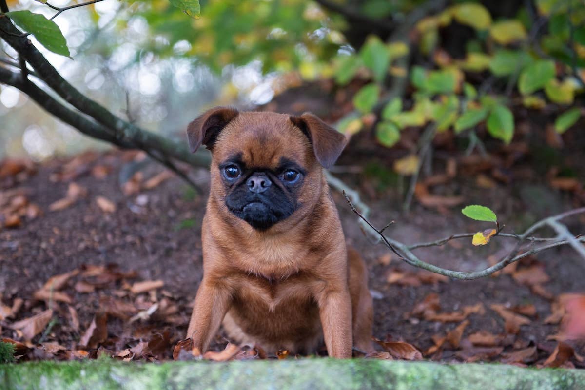 Brussels Griffon Returns From Woods With Wonderful Surprise - PawNation