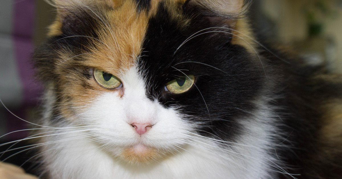 Dramatic Calico Cat Insists Mom Share Her Apple and She's Not Taking No ...