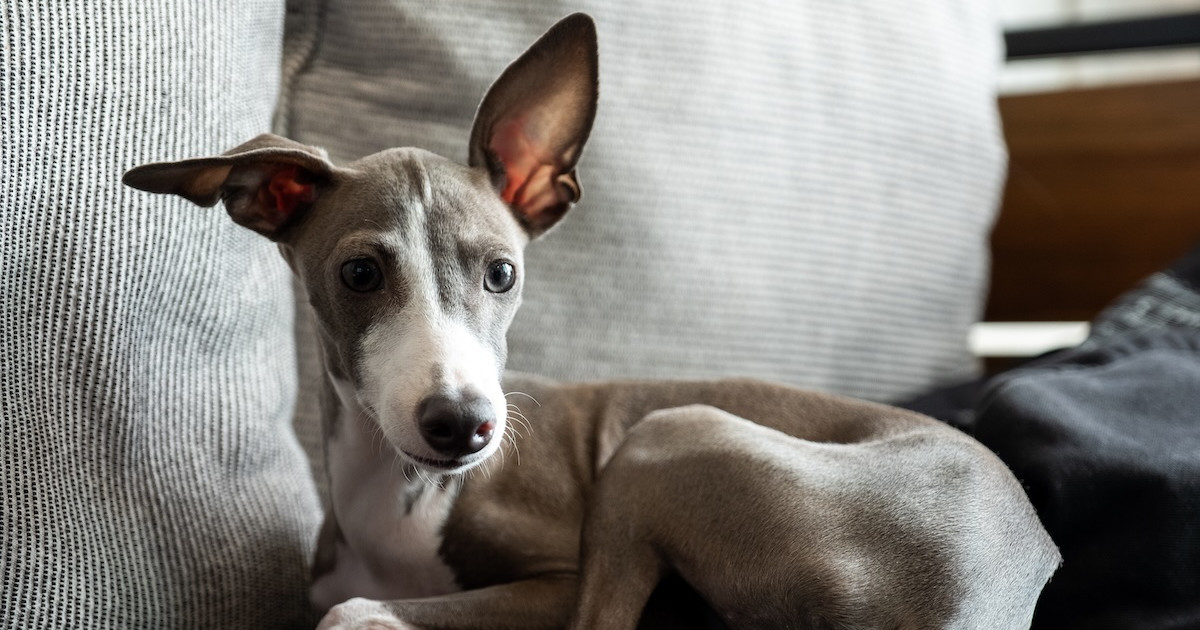 Italian Greyhound’s Halloween ‘Scary Squeaky Door’ Impression Will Send ...