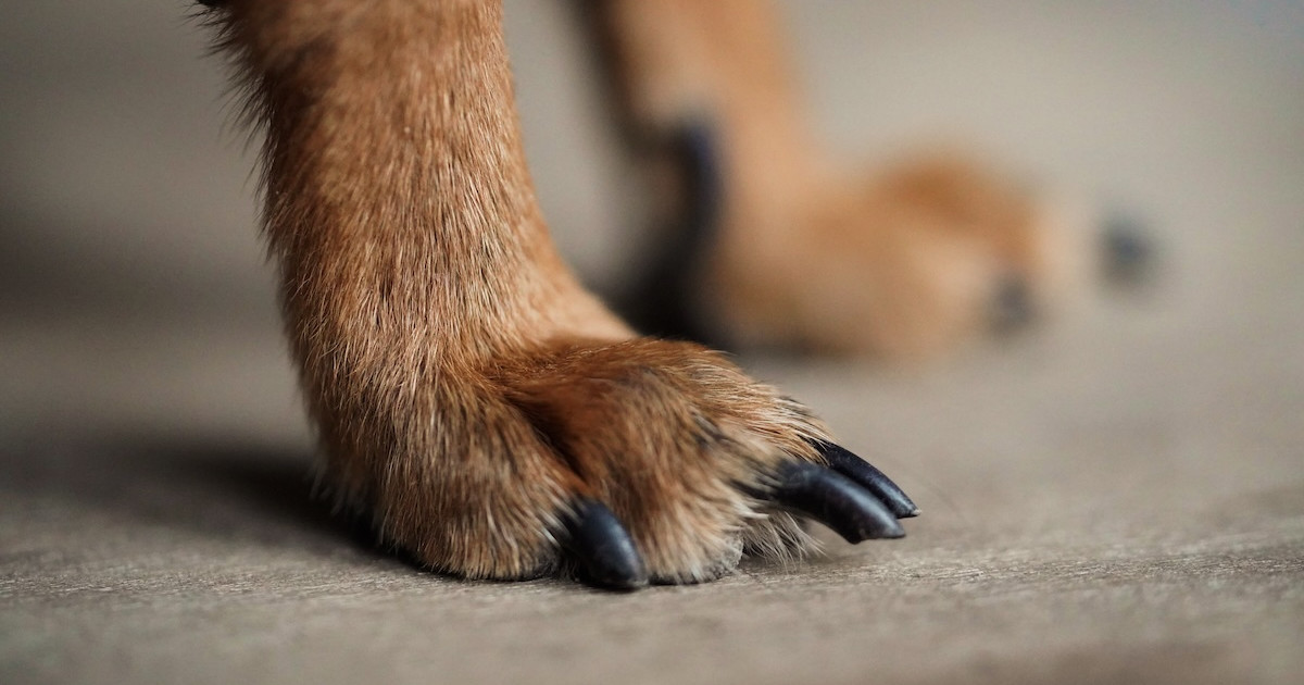 Little Pomeranian Dressed as Paddington Bear Is Too Perfect for Words ...
