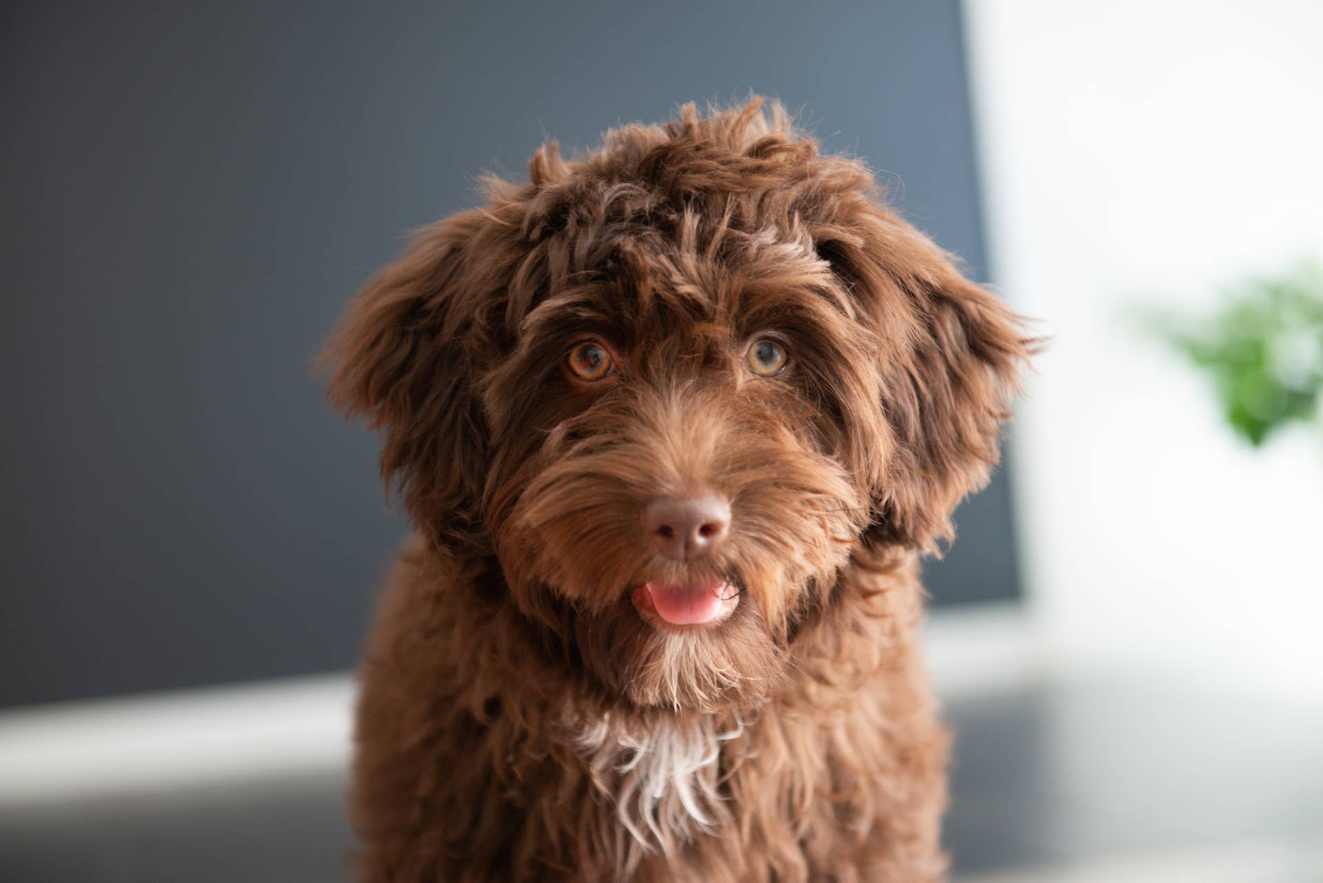 Yorkipoo's Adorable Personality Has Everyone Falling in Love - PawNation