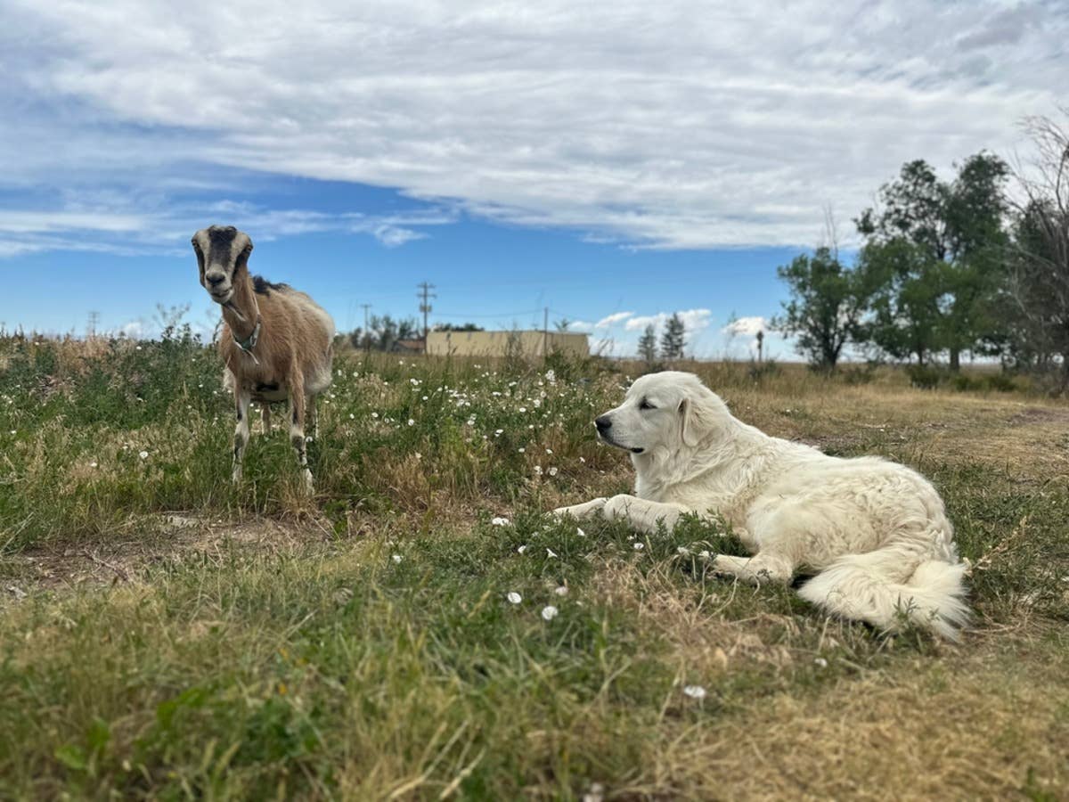 Livestock Guardian Dog Has a Love-Hate Relationship With Overzealous ...