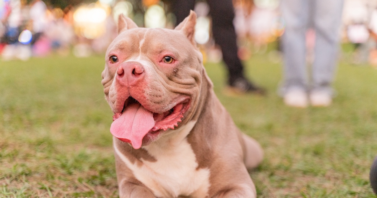 American Bully With His Favorite Stray Cat Has Mom in Tears - PawNation
