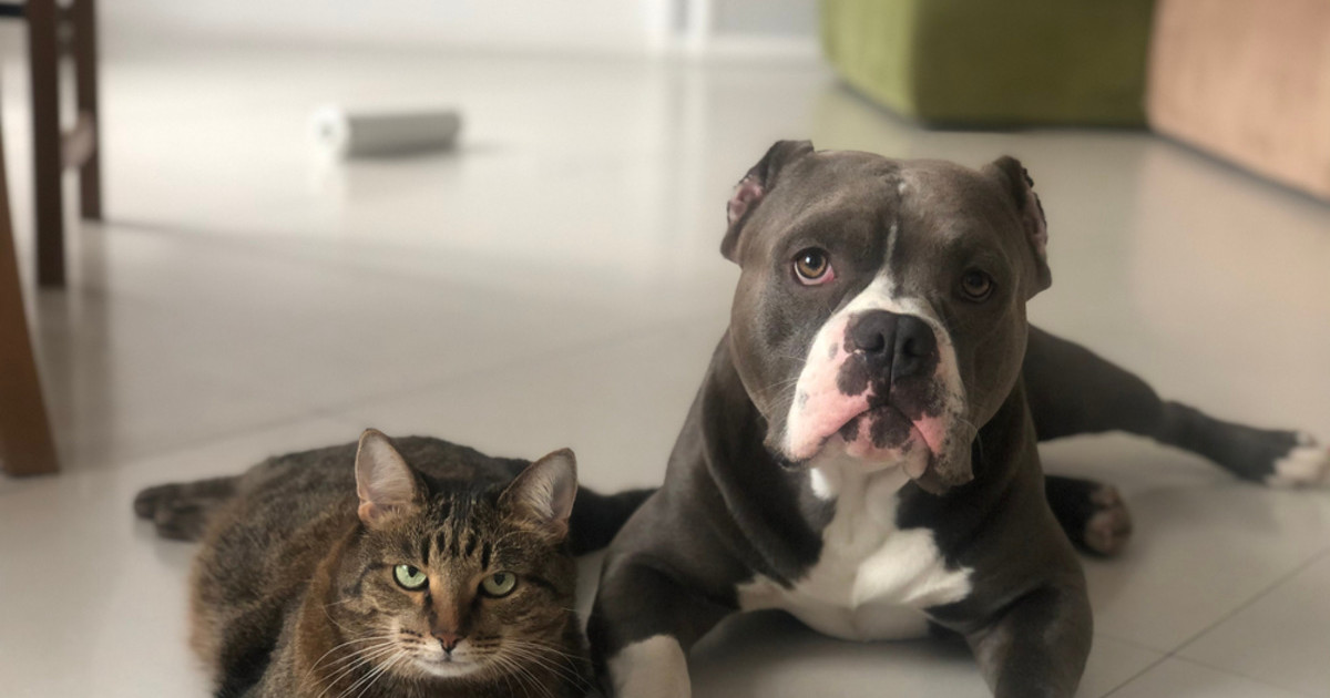 Big Bad Bully’ Dog Is Instantly Smitten With Stray Cat Who Made Herself ...