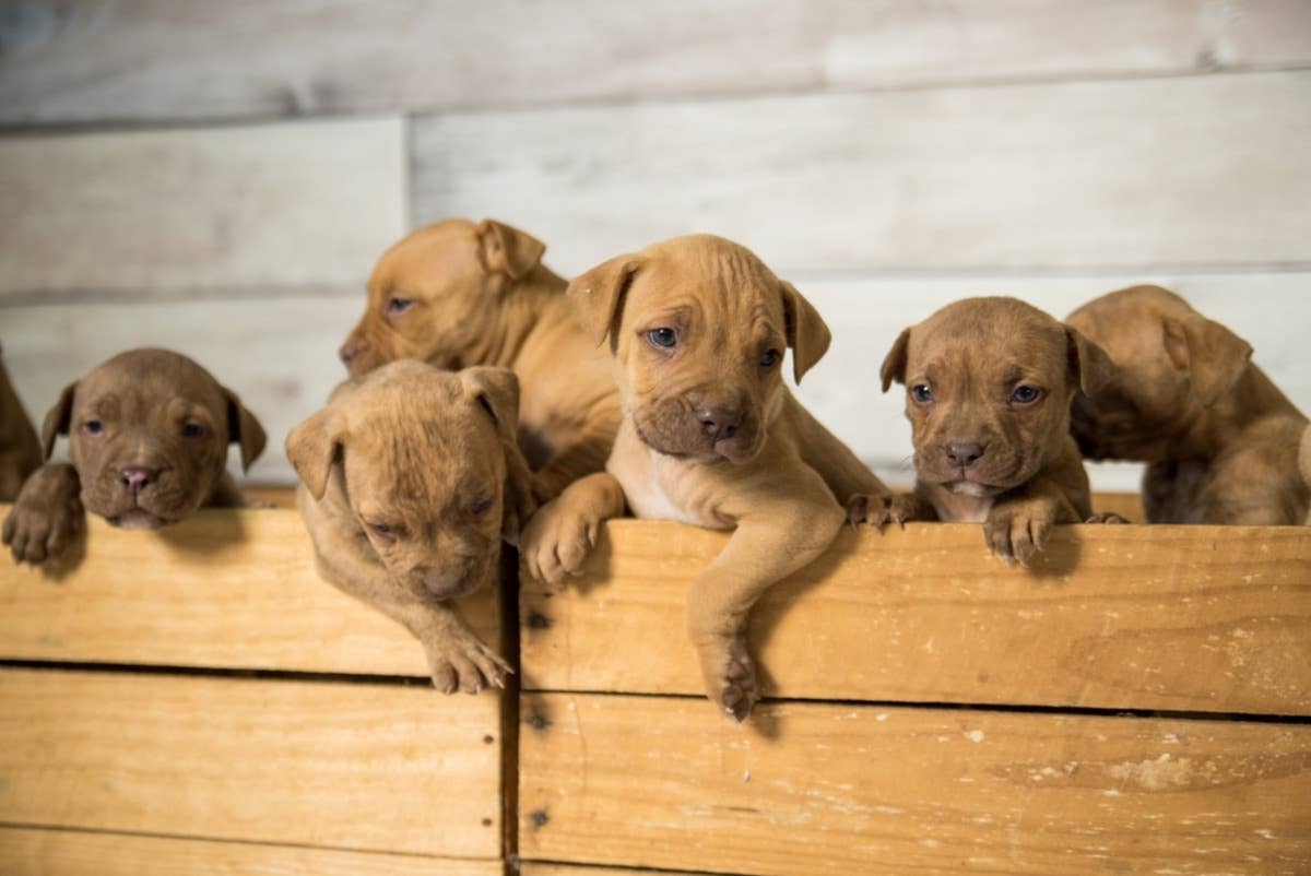 Pit Bull Hangs Out With Puppies Who Aren’t His To Give Mom a Much ...