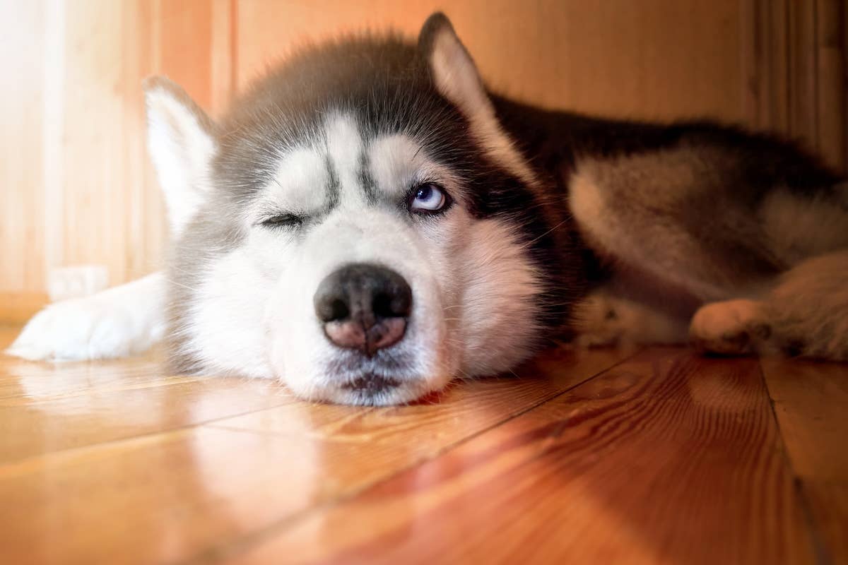 Husky Is So Exhausted From Newborn Siblings That He Can't Even Move ...