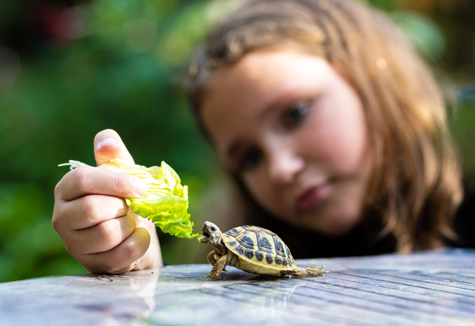 Bigback Tortoise Begs Mom For Bite of Burrito - PawNation