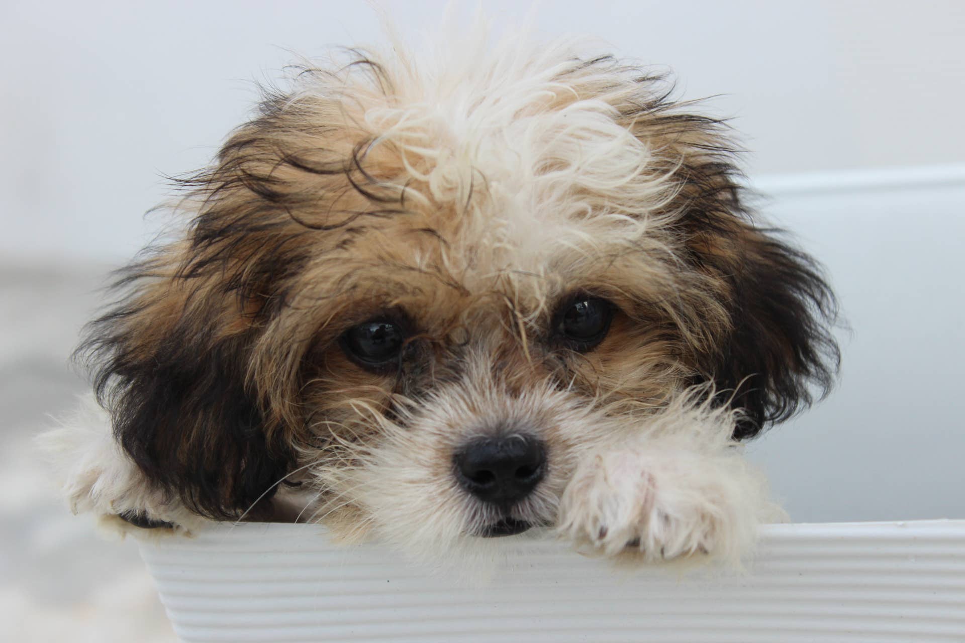 Shih-Poo Puppy Thinks His Bed Is for Playing, Not Sleeping—and It’s ...