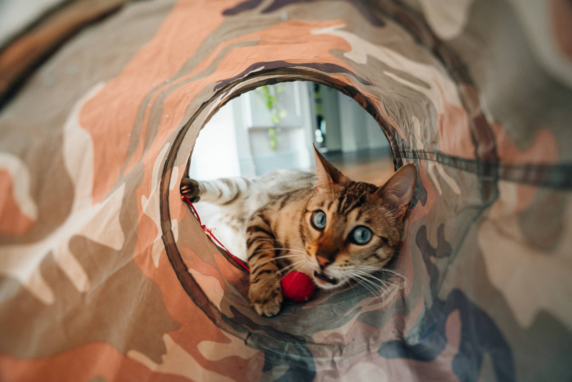 Five Below’s Pop-Up Cat Tunnel Is Pure Chaos Energy - PawNation